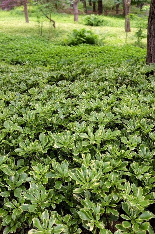 1 Bundle Silver Edge (50 plants) | The Nation's Largest Rare ...